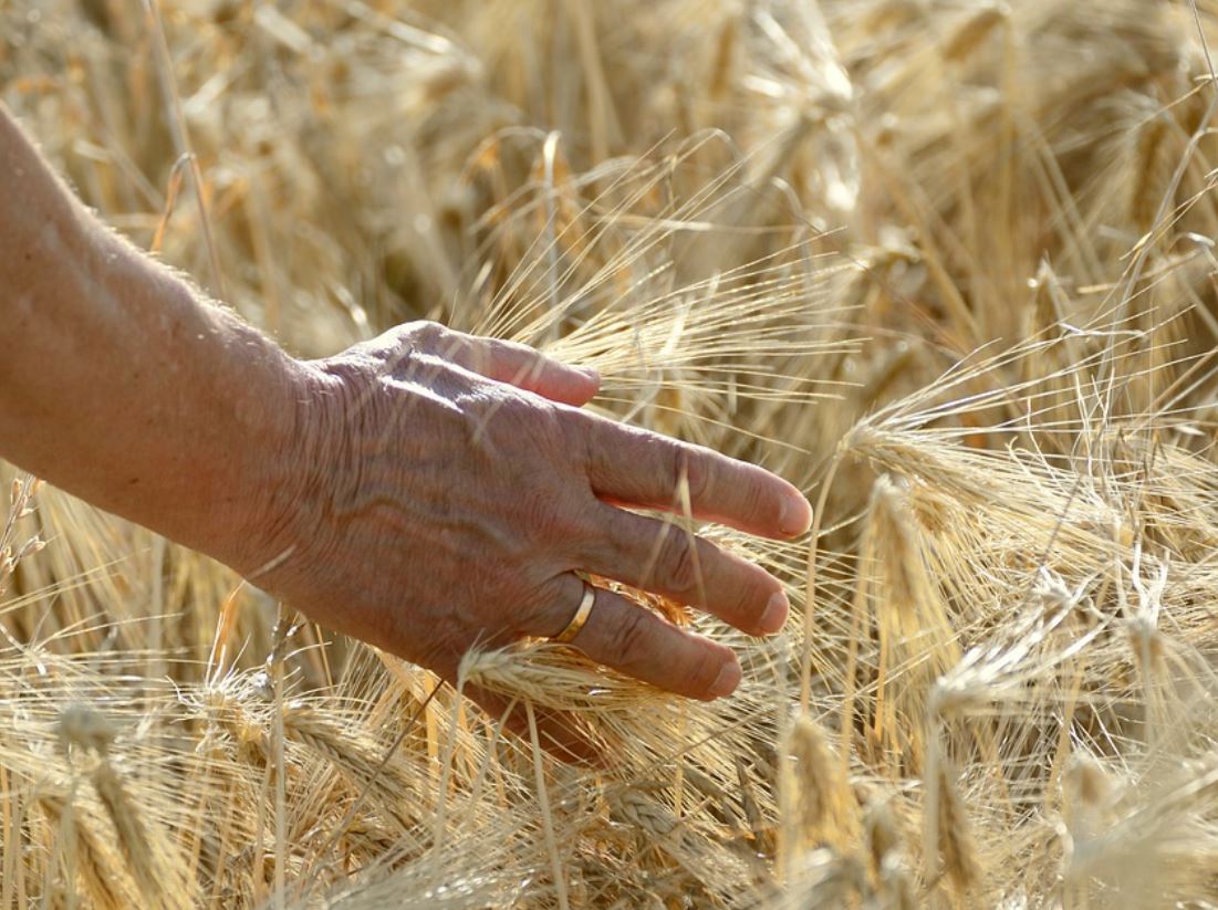 Graines Bio – L'info Bio et bien être